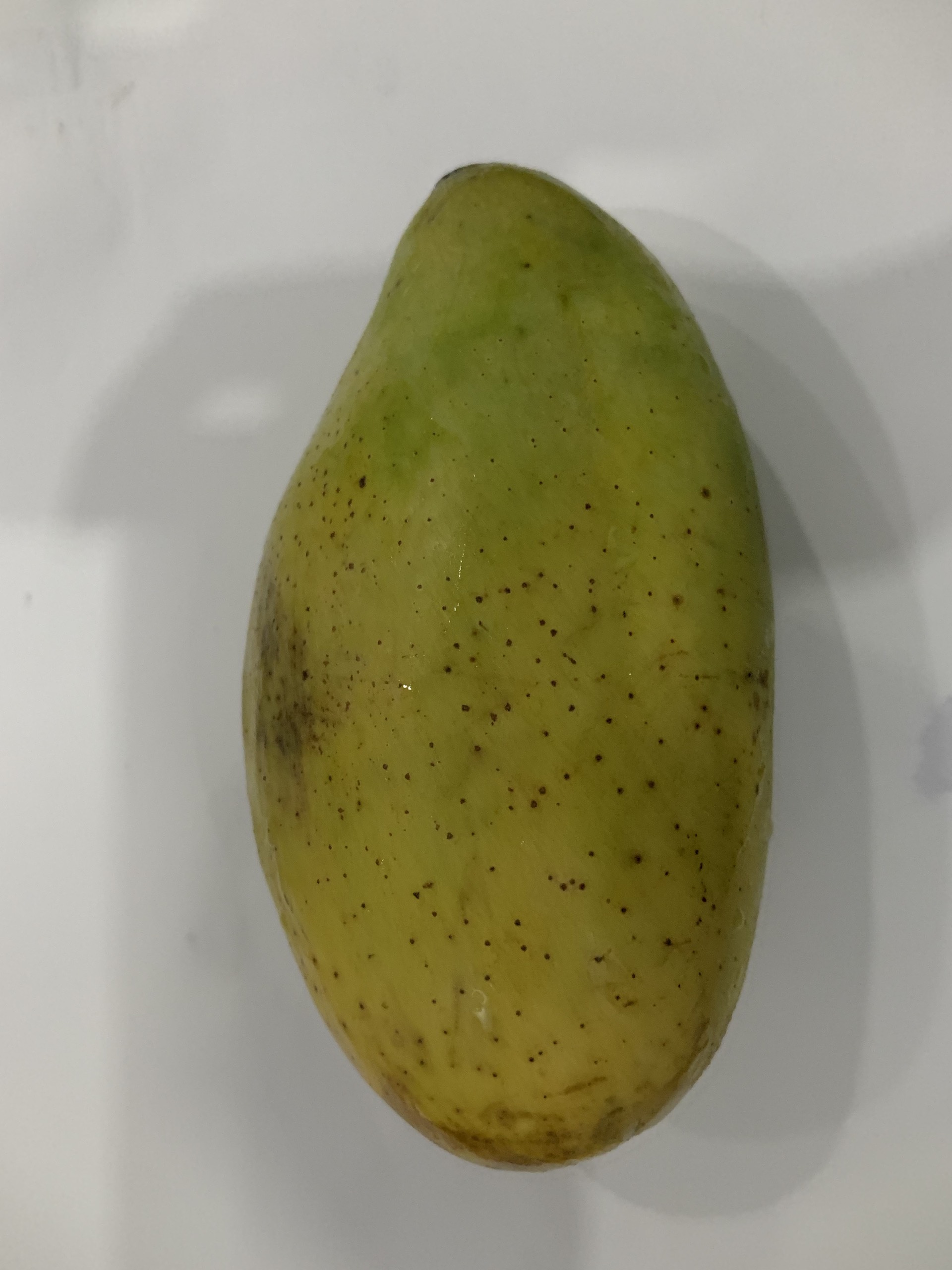 mango segmentation Instance Segmentation Dataset by tomato