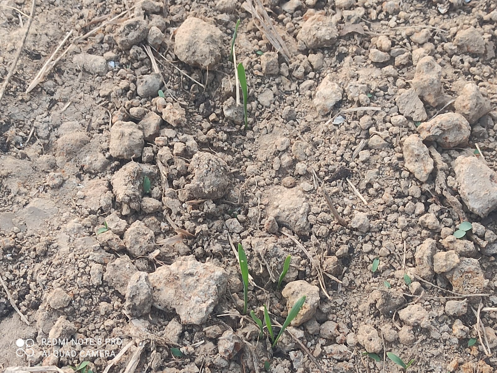 Wheat Stages Object Detection Dataset by SDLEGEND12