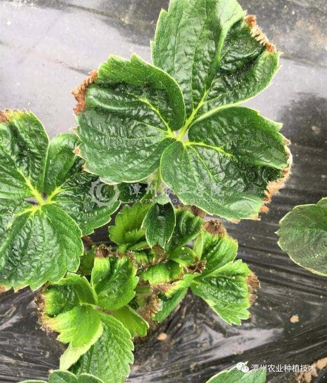 strawberry_data Object Detection Dataset by Hunan University