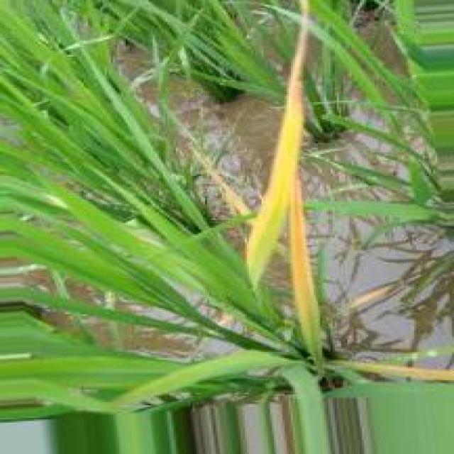 Rice_classification1 Classification Dataset by Classification