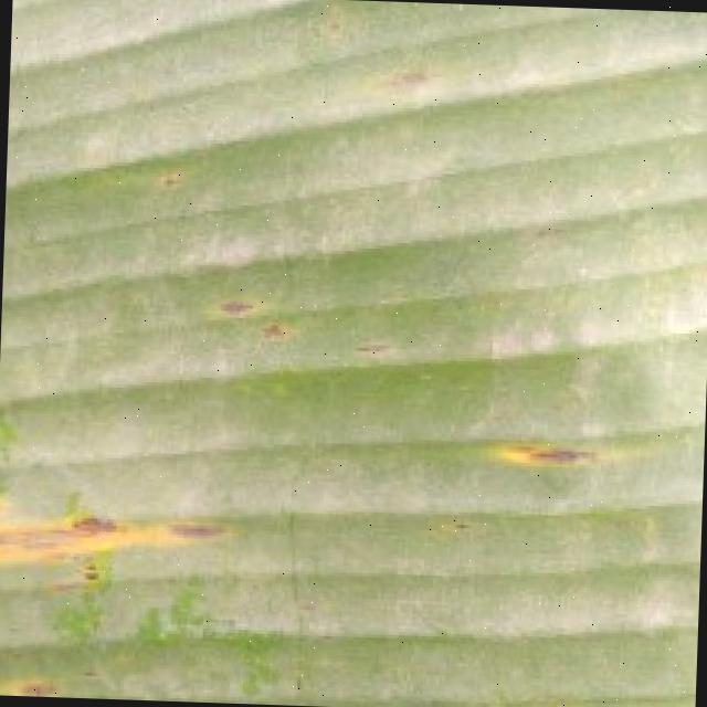 Banana_train_Test Classification Dataset by Classification