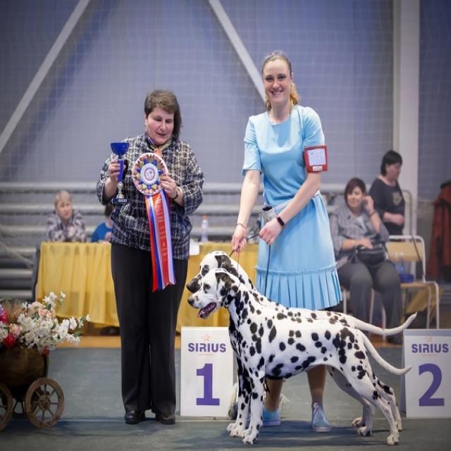 Dogs Object Detection Dataset by Software Engineering Dataset Annotation