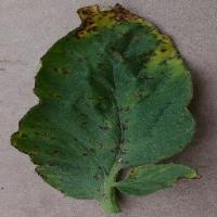 Andy Plant Disease - Roboflow Universe