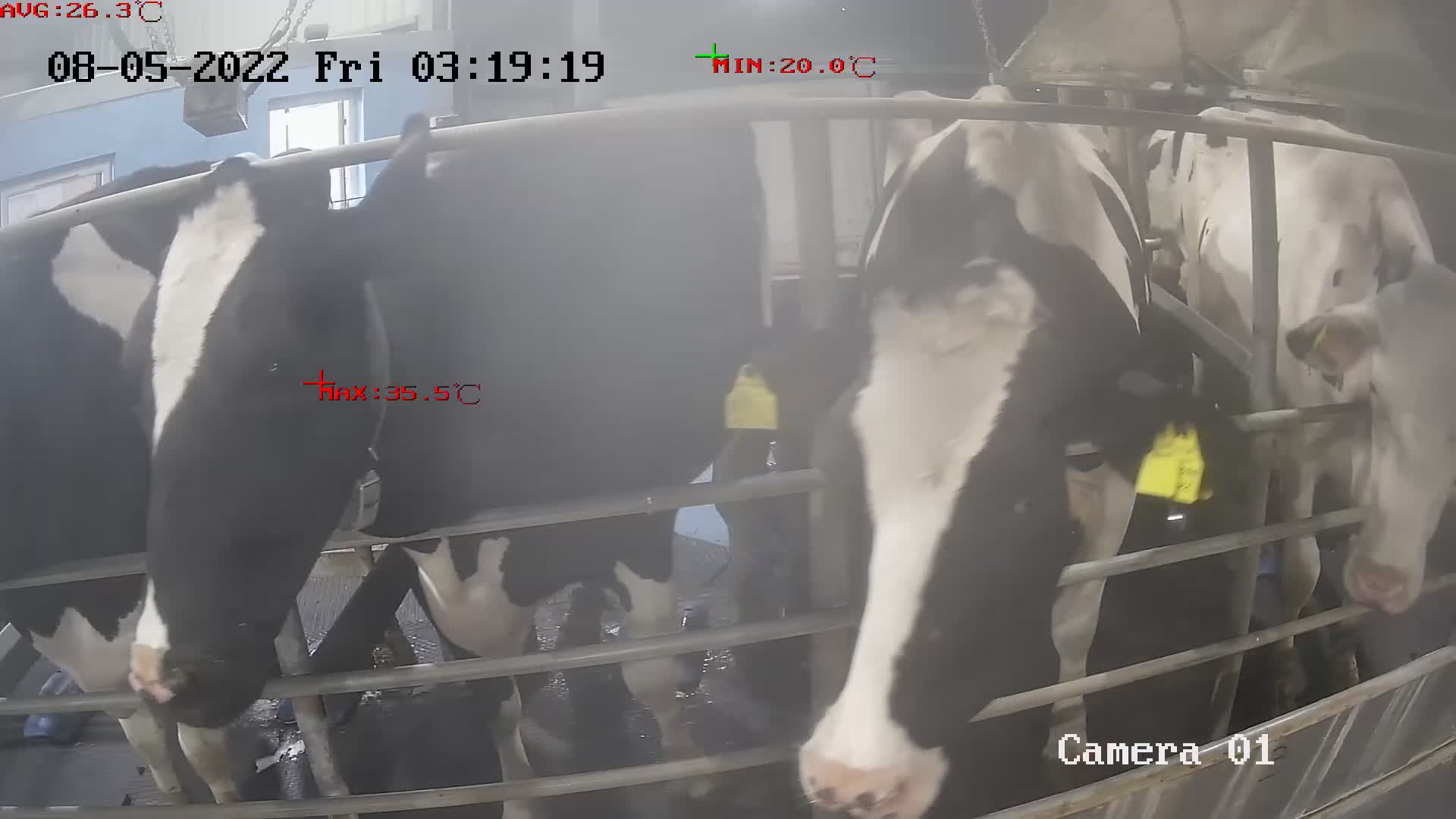 cowface2 Object Detection Dataset and Pre-Trained Model by cowface