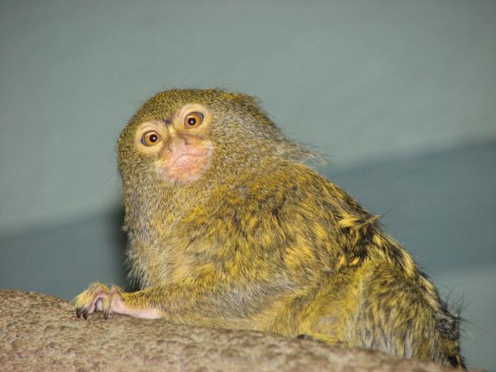 monkey Object Detection Dataset by monkey