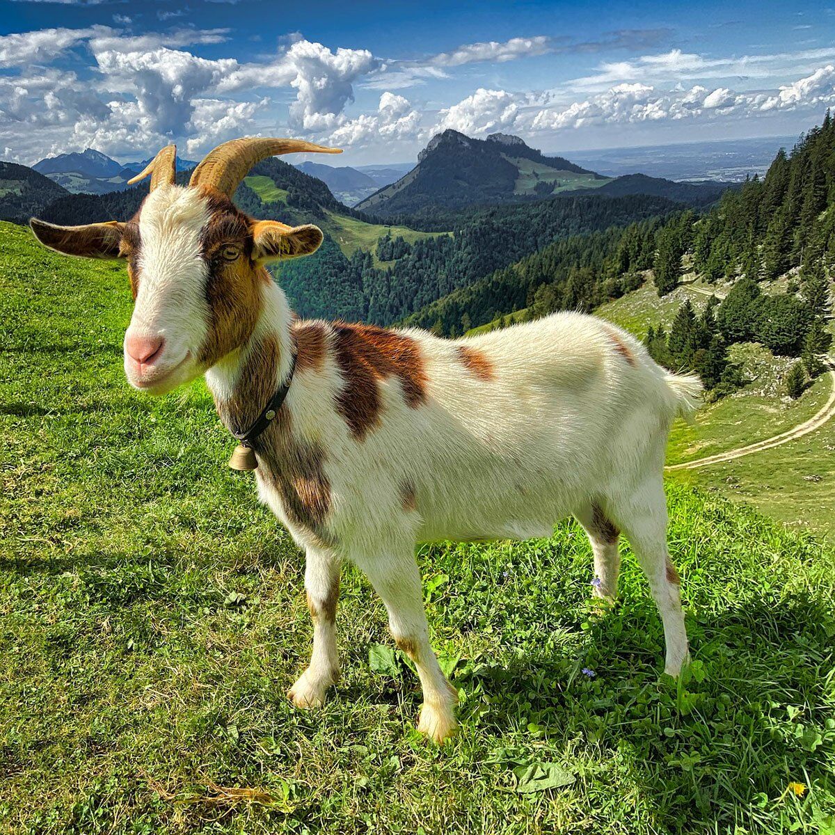 Goat Detection And Counting Object Detection Dataset By Innovate