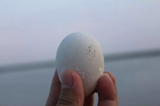 egg quality grading Object Detection Dataset and Pre-Trained Model by Eggs quality grading