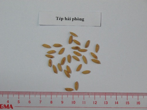 Rice Instance Segmentation Dataset by USTH
