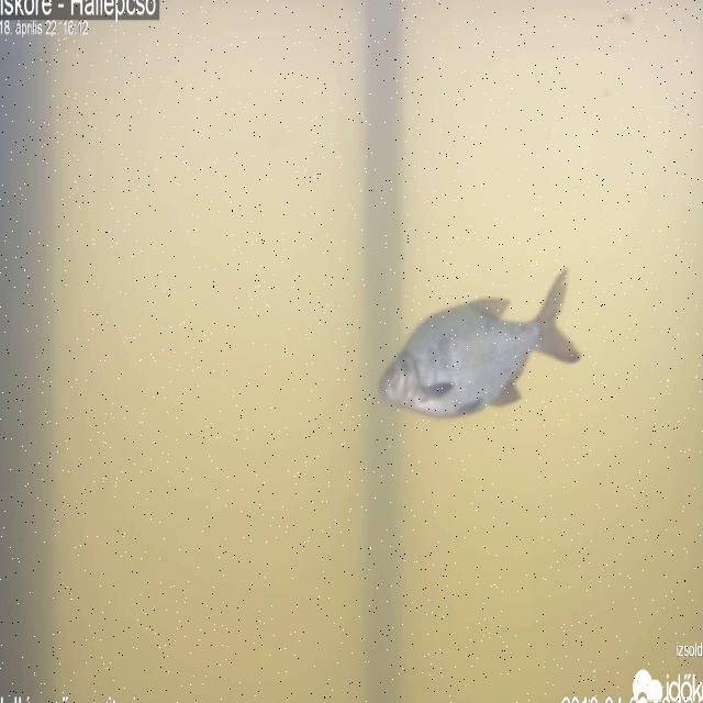 fish Object Detection Dataset and Pre-Trained Model by guardher