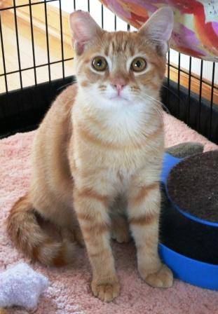 Cat model Object Detection Model by Little Marmut