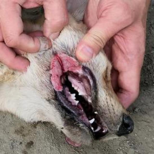 wound detections Object Detection Dataset by hdd