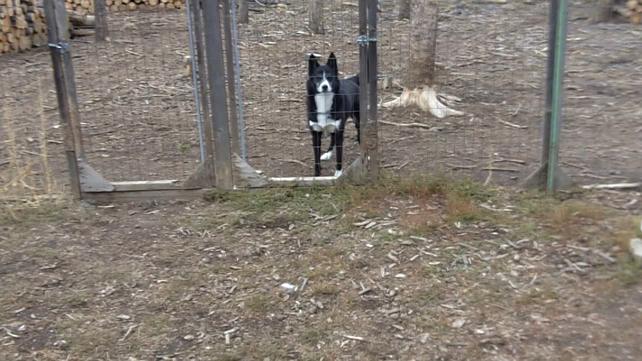 test Object Detection Model by hcl