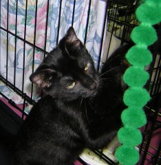 wolf-detection Object Detection Dataset by Wolferkennung