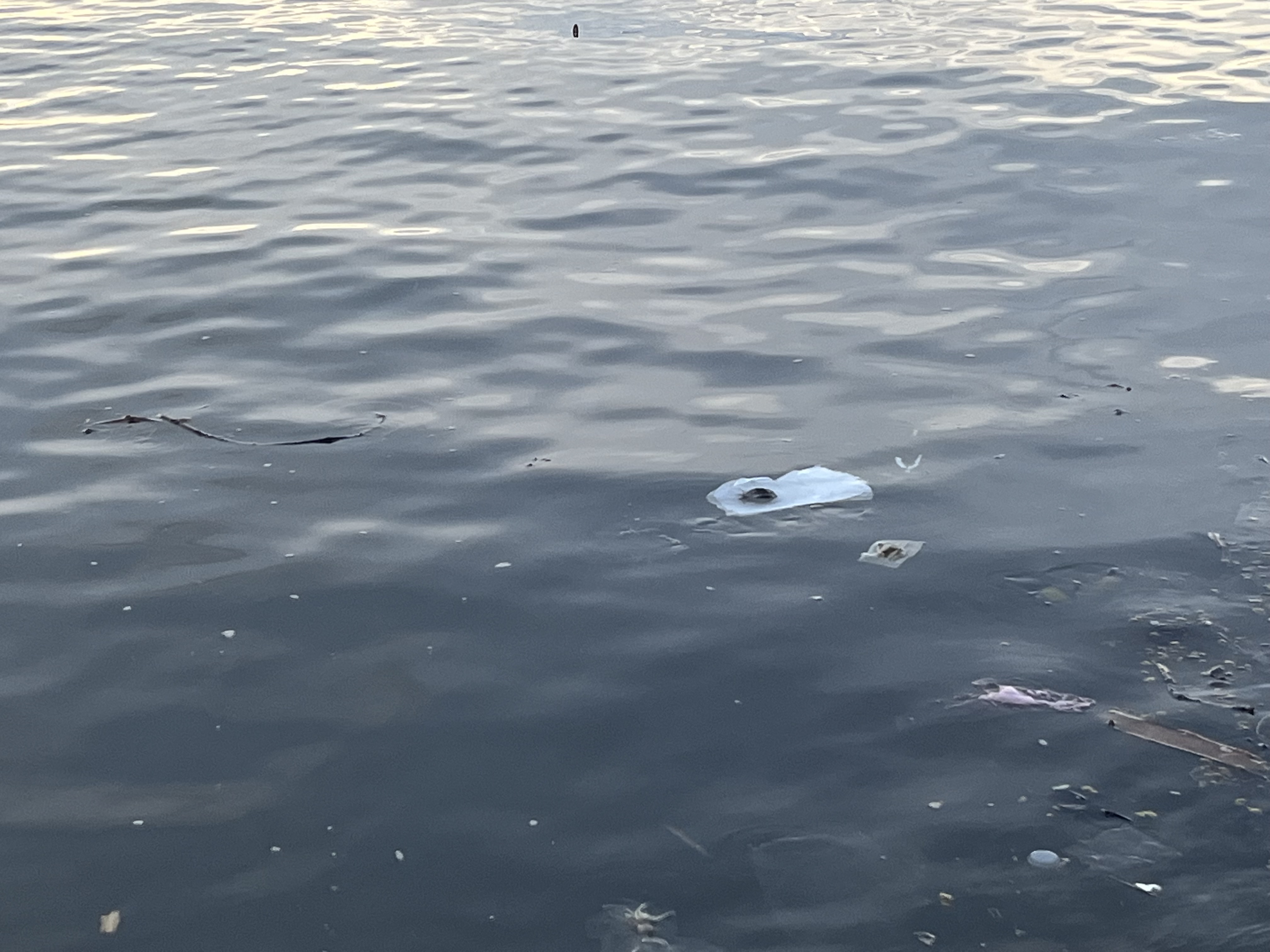 marine debris Object Detection Dataset by Waste Detection