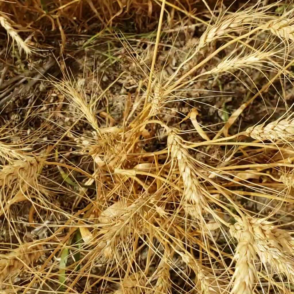 Wheat Head Detection Model Object Detection Dataset And Pre Trained Model By Amin