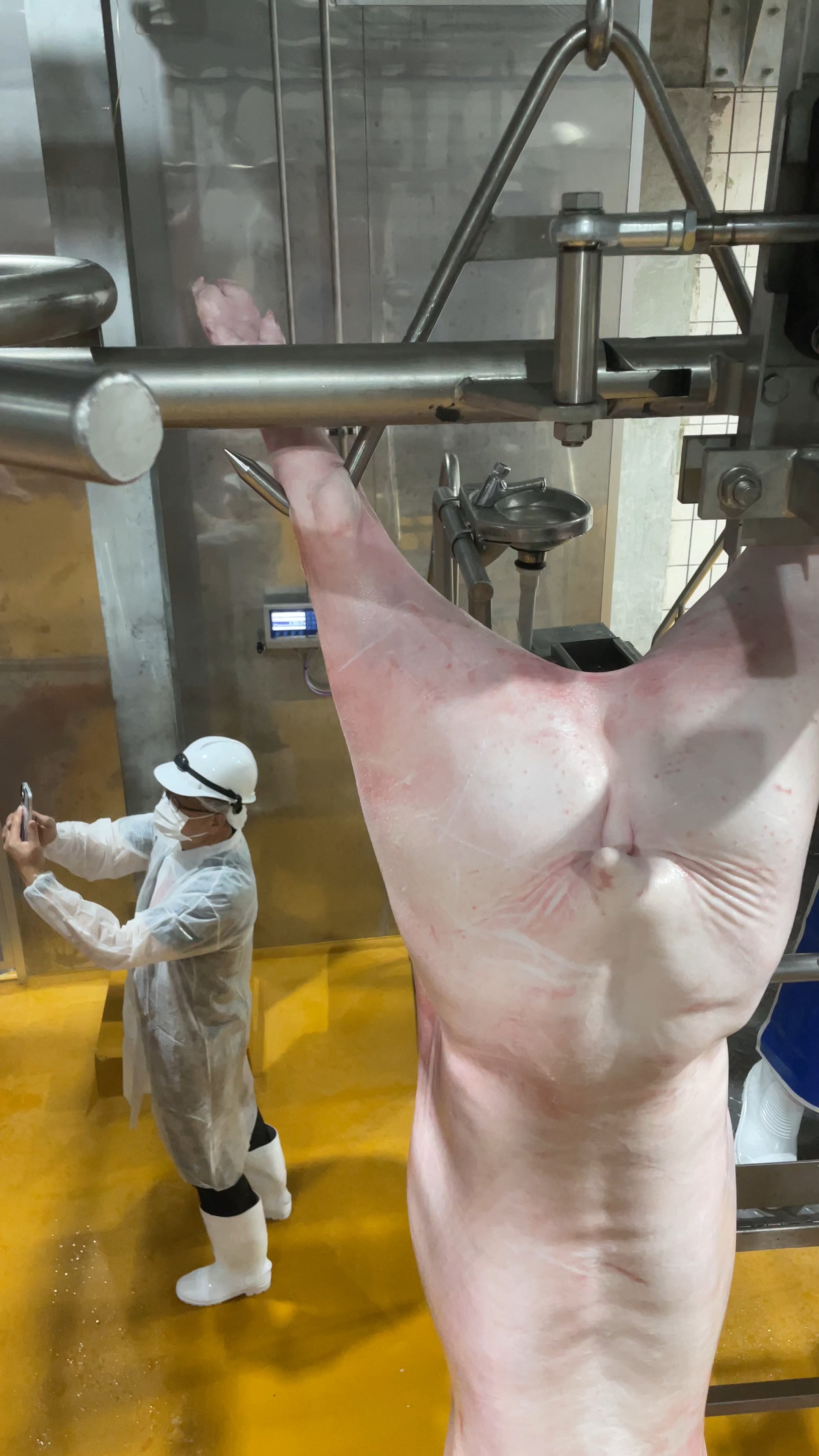 Pig Detection Object Detection Dataset by yolotest