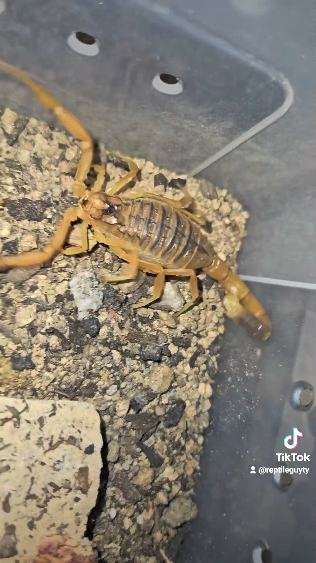scorpion detection1 Object Detection Dataset by Rolex