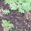 detection-weed-other Semantic Segmentation Dataset by weeddetectionproyect