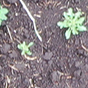 detection-weed-dandelion Semantic Segmentation Dataset by weeddetectionproyect