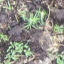 detection-weed-kikuyo Semantic Segmentation Dataset by weeddetectionproyect