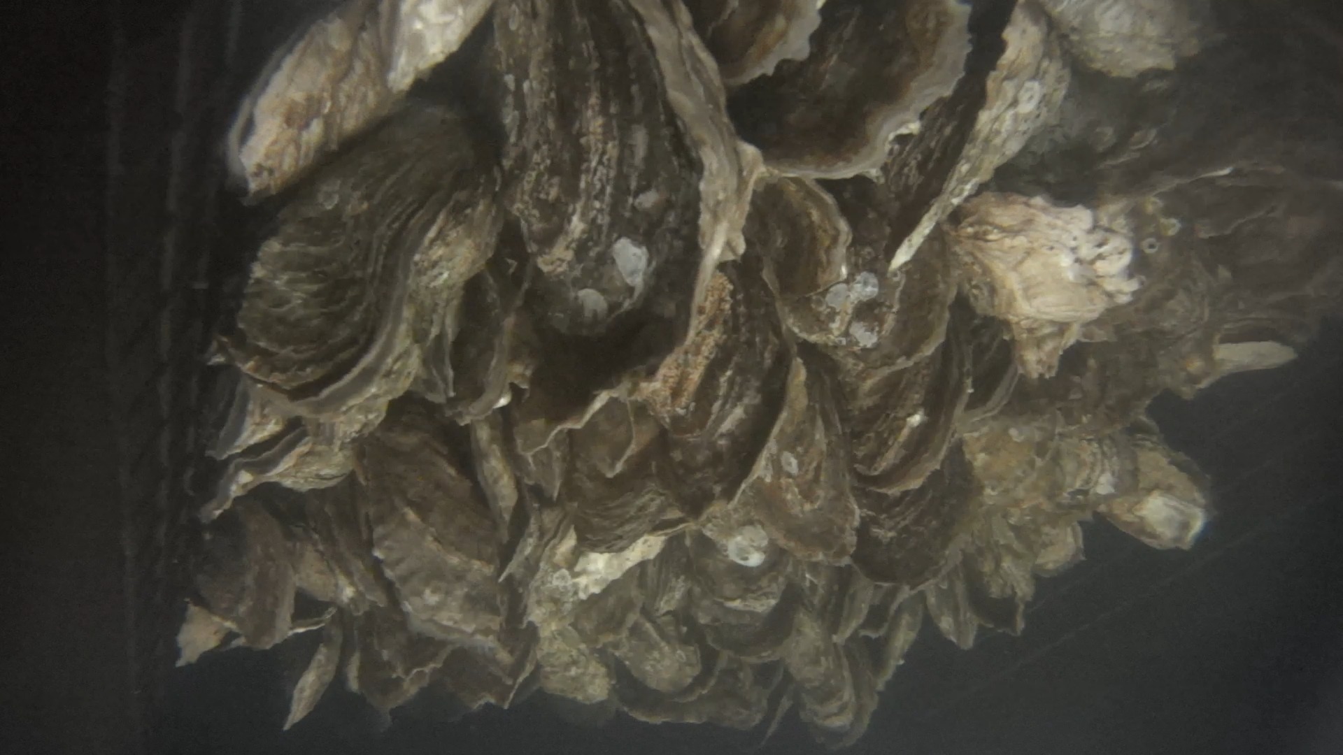 oysters Object Detection Dataset by curvy oysters