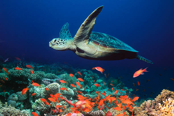 Ocean_Identifier Object Detection Dataset by Lukecz