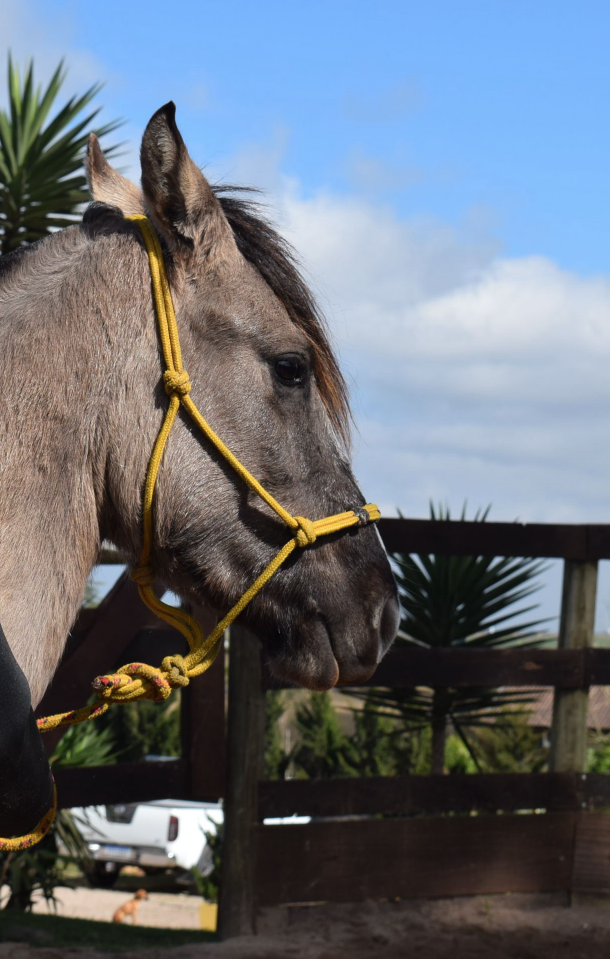 Horse Object Detection Dataset by Training