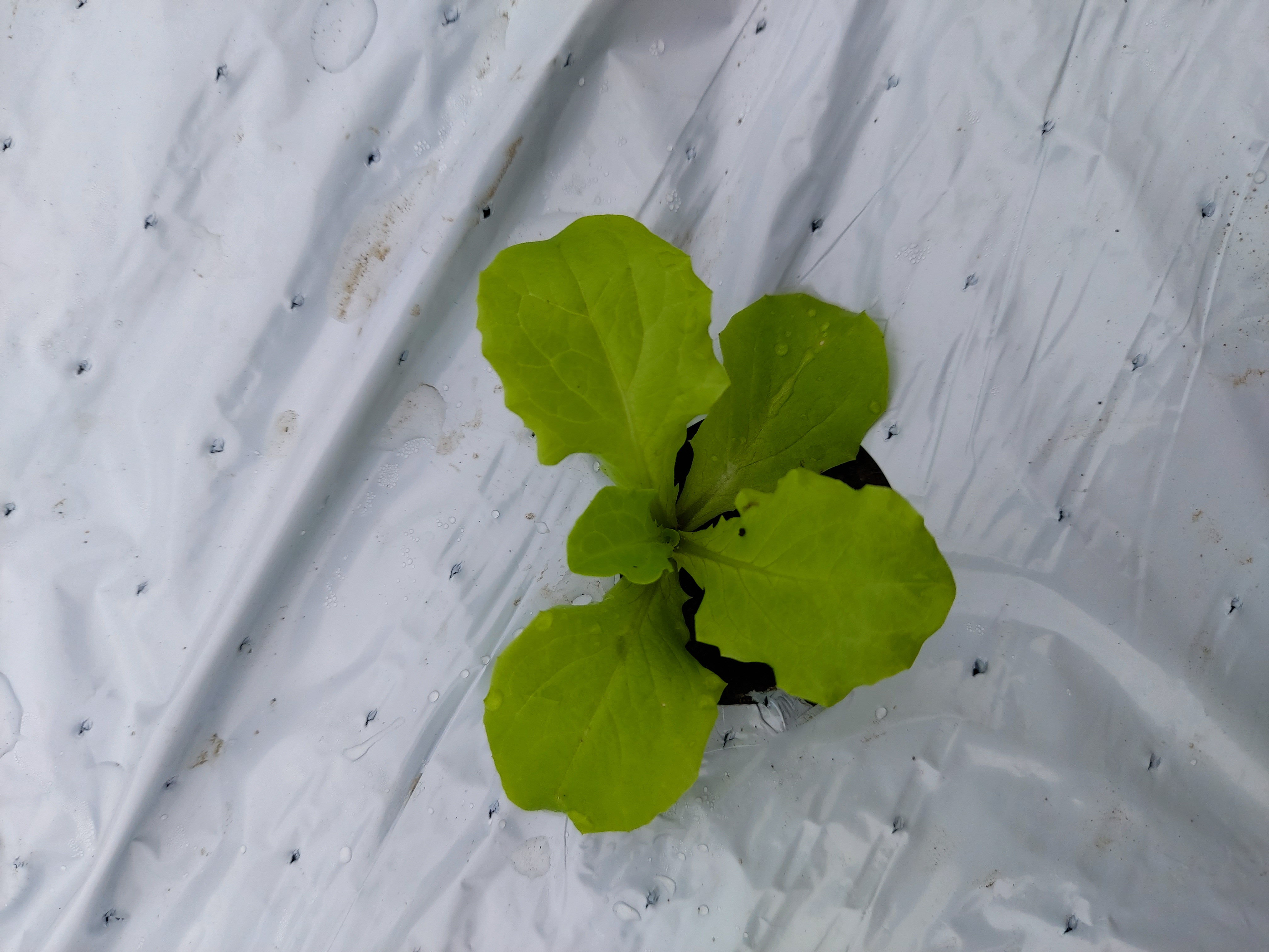 lettuce_disease Object Detection Dataset by PHS