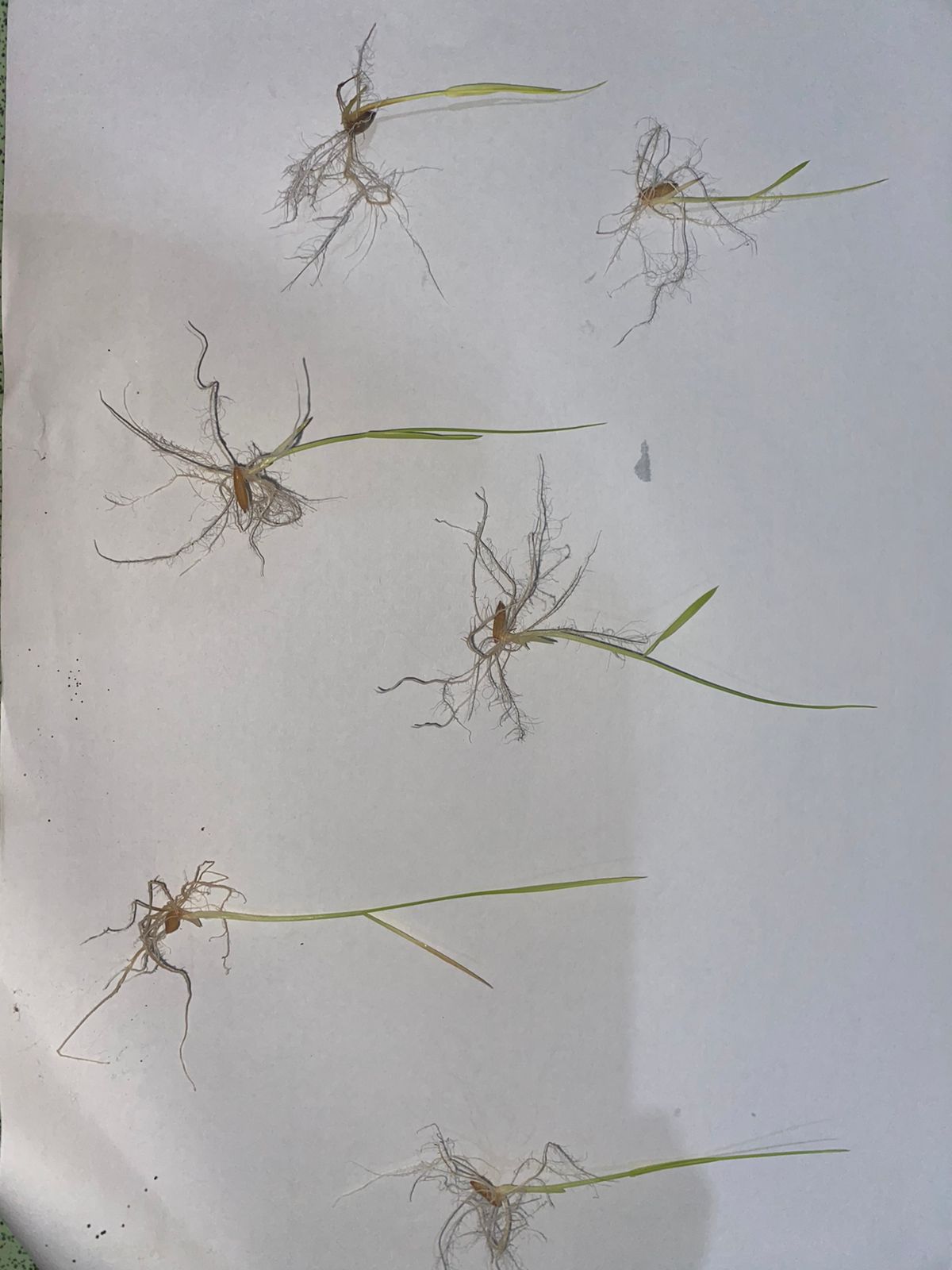 Benih Padi Object Detection Model by Inkubator Benih