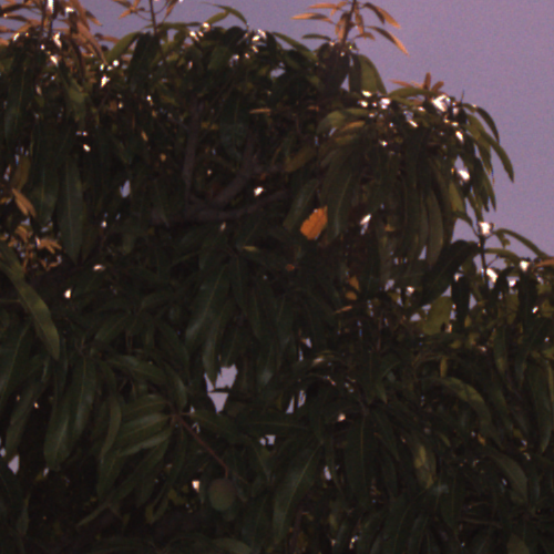 Mango Object Detection Dataset By Queen