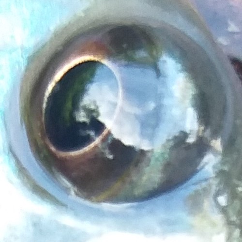 Eyedetection Object Detection Dataset By Researchproject