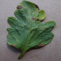 Tomato Leaves disease Object Detection Dataset by tomato detection