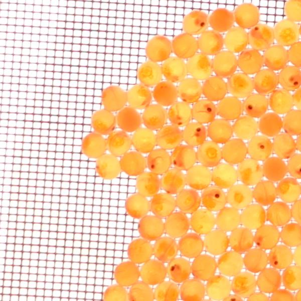 Trout Eggs Instance Segmentation Dataset by Trout Egg Phenotyping