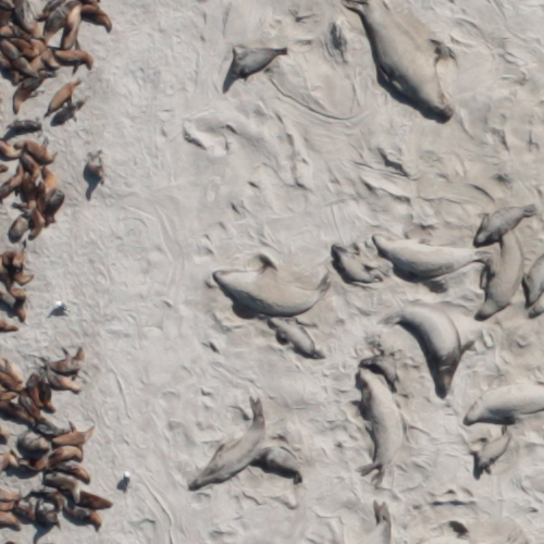 Elephant Seal Detection Object Detection Dataset And Pre Trained Model