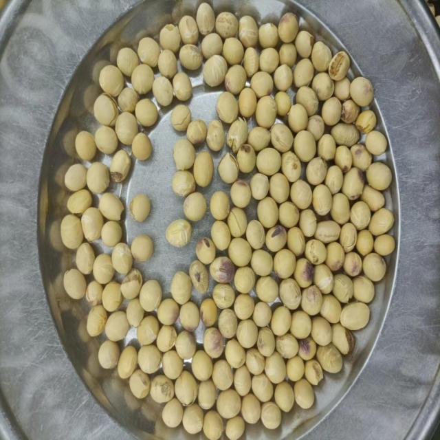 Soybean Classification Object Detection Dataset by Jonathan Chandra