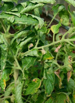 diseases in tomato Object Detection Model by Pest Detection