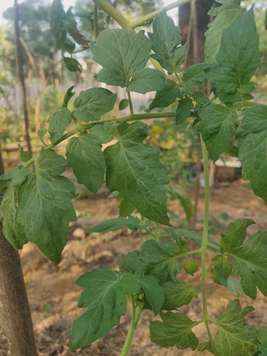 only pests tomato crop Object Detection Dataset by Pest Detection