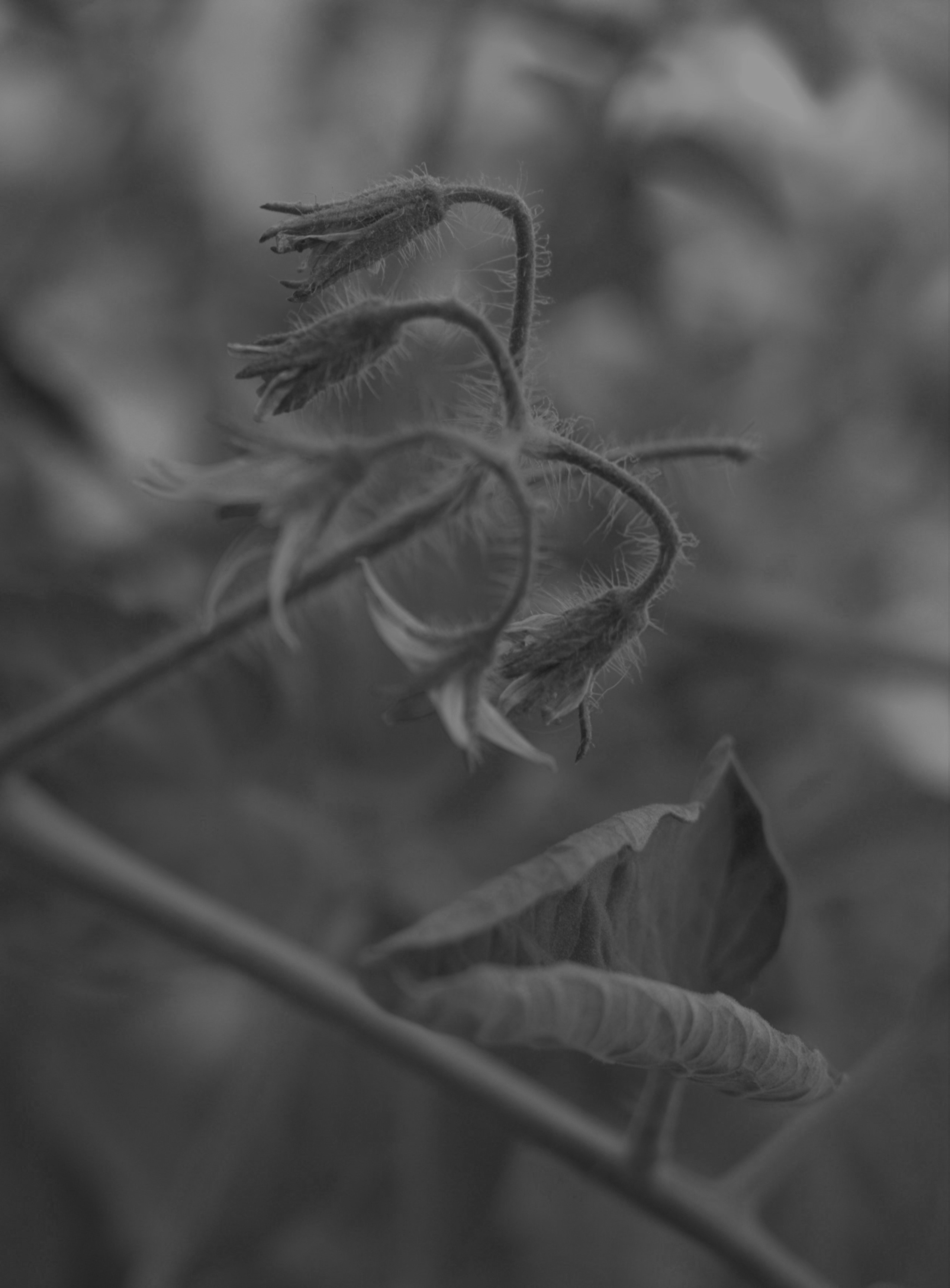 Poojitha pests images Object Detection Dataset and Pre-Trained Model by Pest Detection