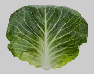 Cabbage Disease Object Detection Dataset by Mangalanageshwari