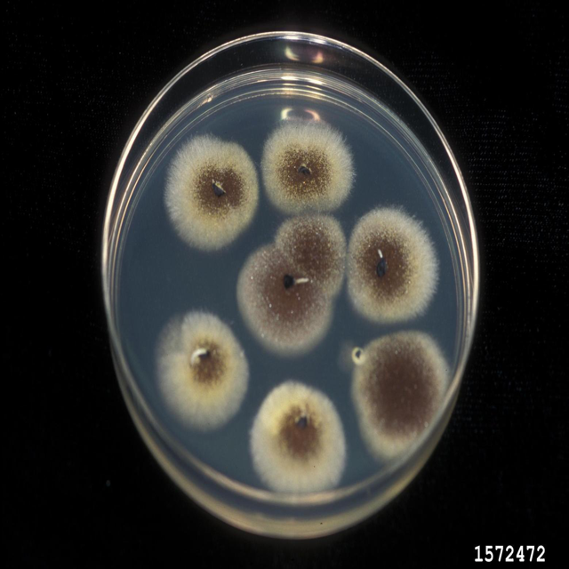 Bacteria Types Object Detection Dataset by Practice