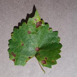 grape_detect Object Detection Dataset and Pre-Trained Model by Grapedetec