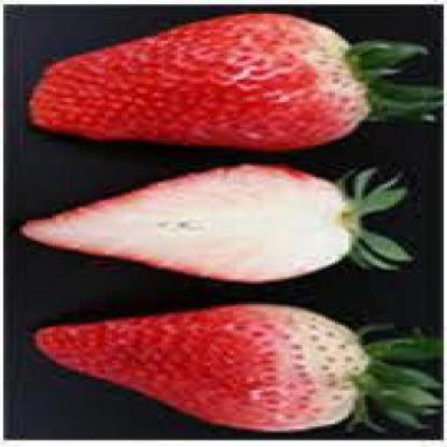 Fruits 2 Instance Segmentation Model by univchlefdz