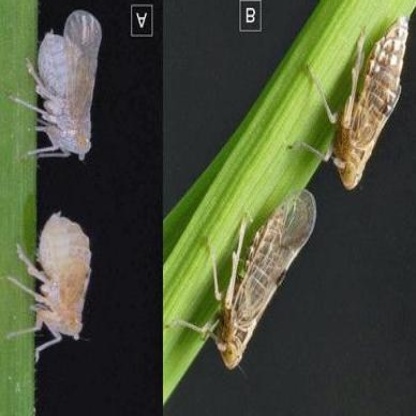 Rice Stem Fly Object Detection Model by earlcordero