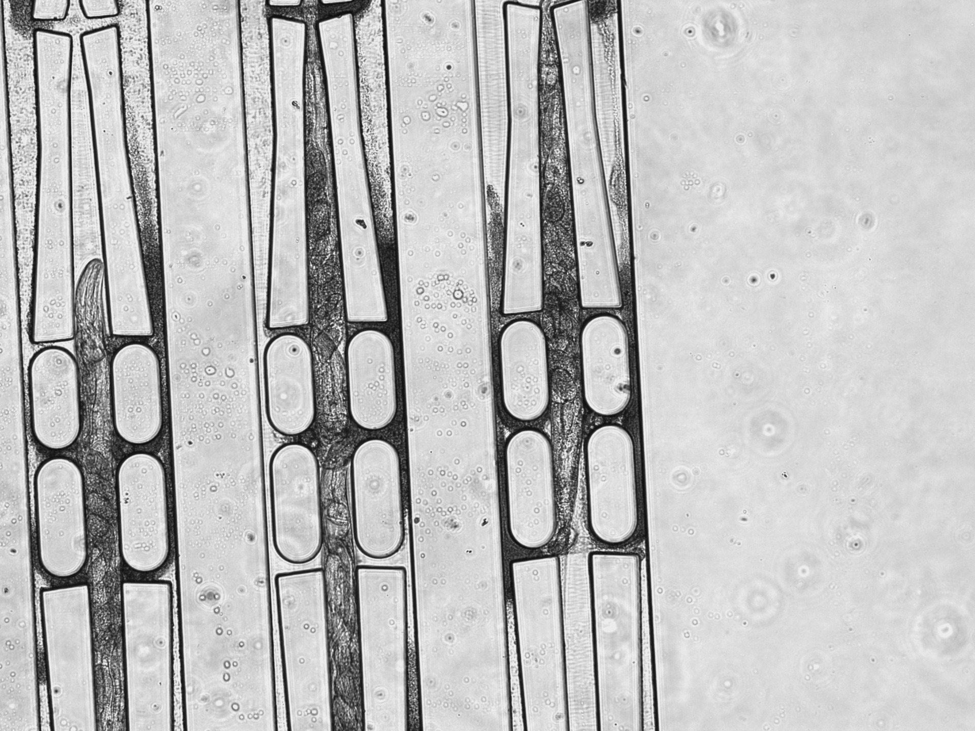 Worm Segmentation Instance Segmentation Model by Indian Institute of Science Education and ...
