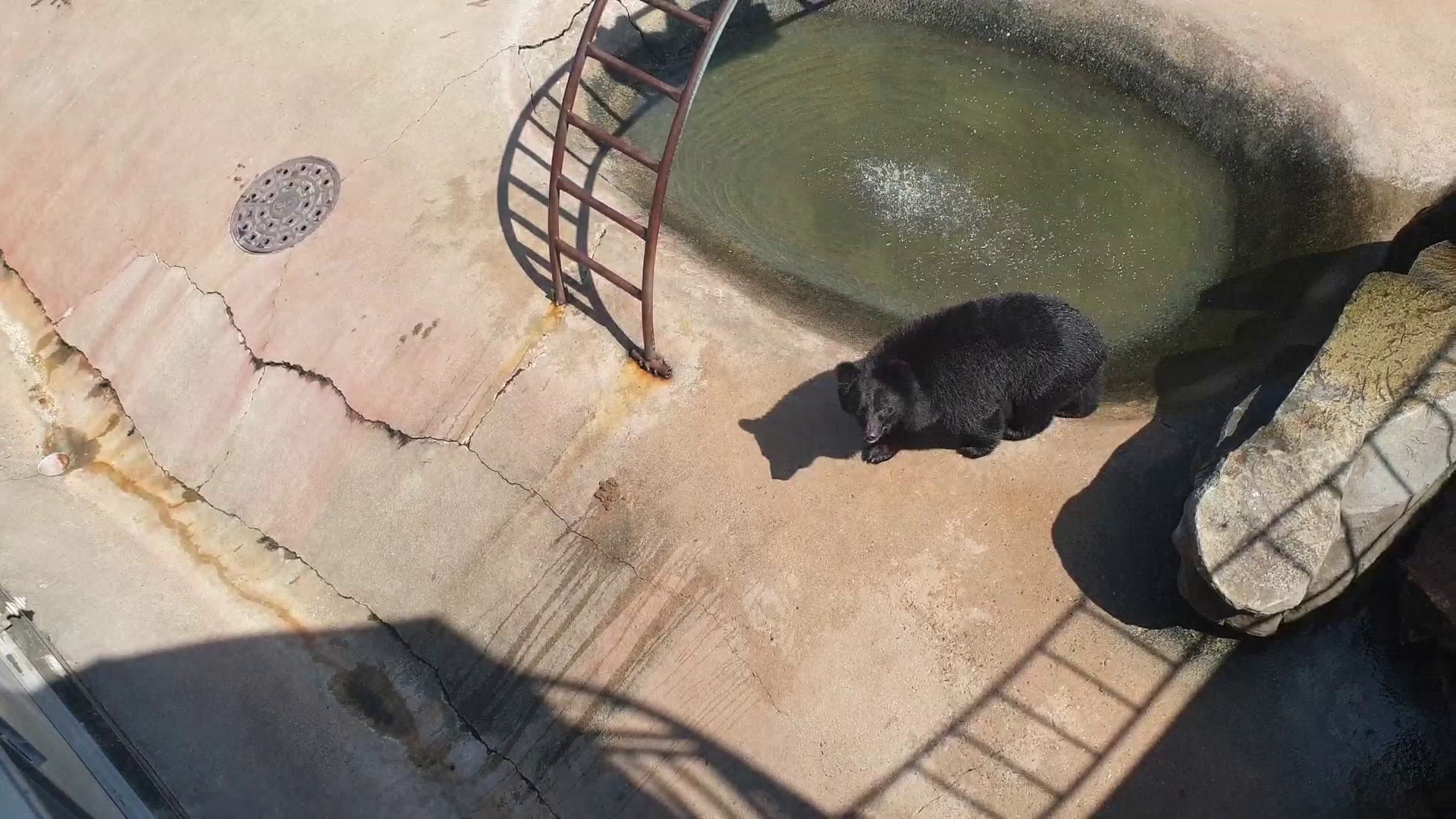 bear_part1 Object Detection Dataset by ailab