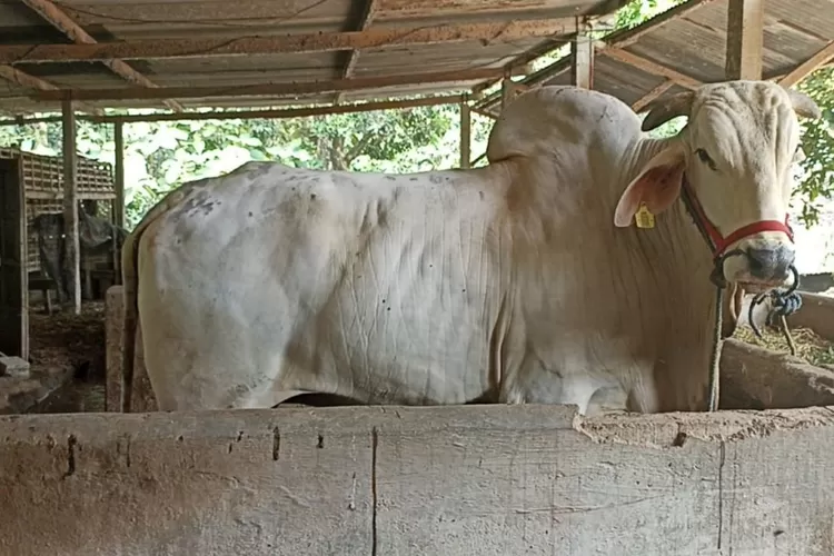 DETEKSI SAPI Object Detection Model by Fifi