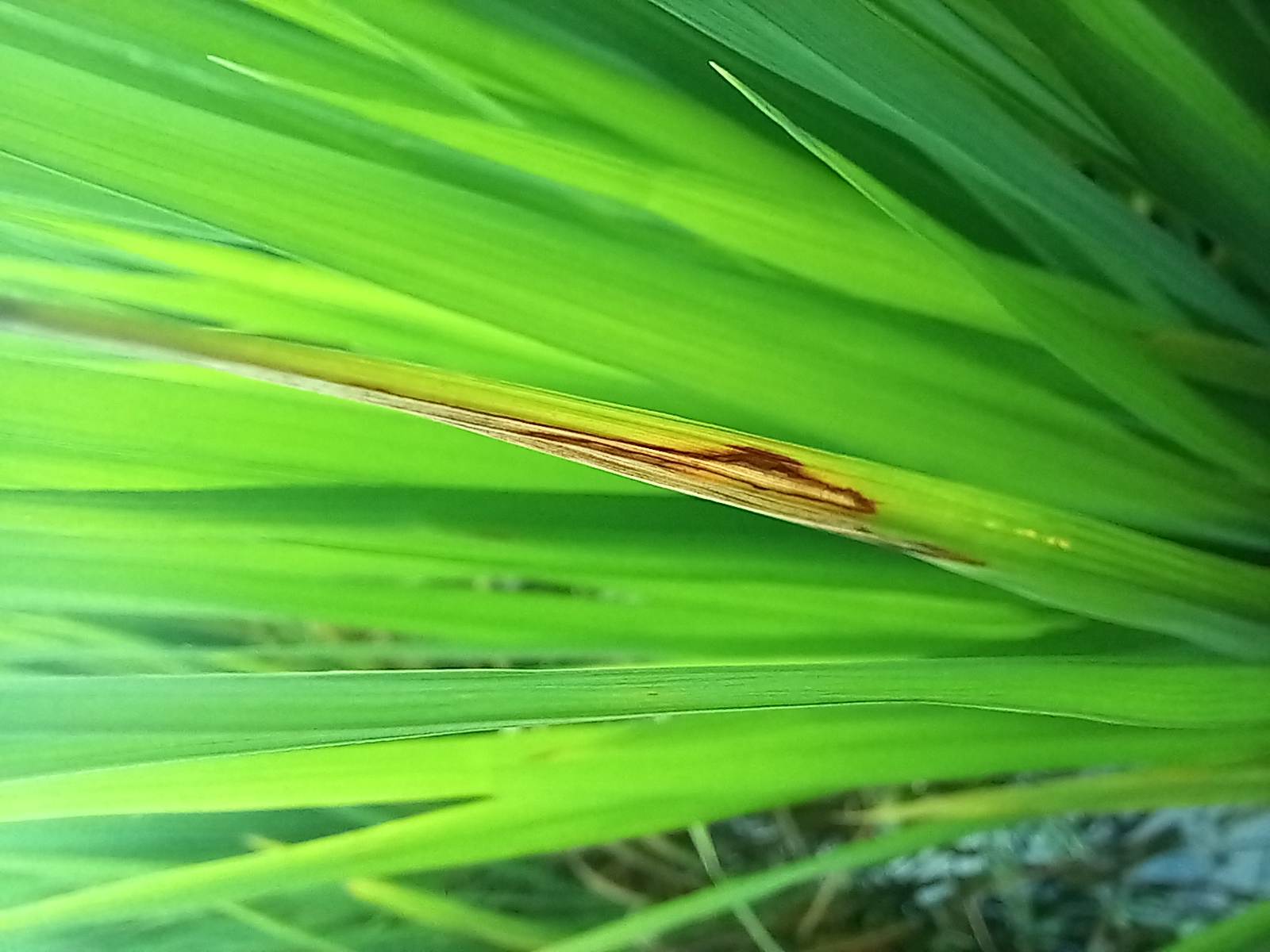 rice_blast_grade_assessment Instance Segmentation Dataset by Yang