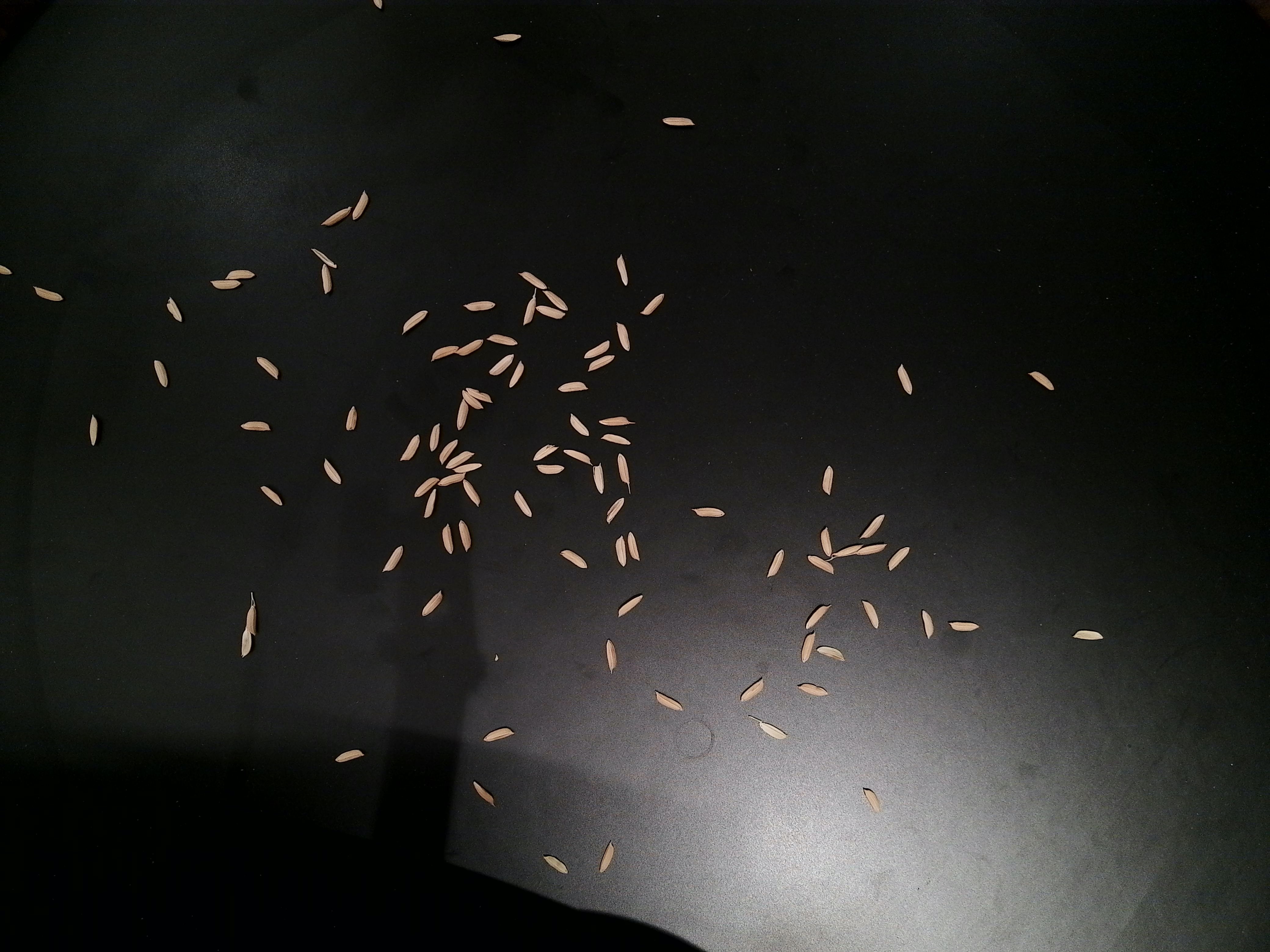 SEED_COUNT Object Detection Dataset by Yang