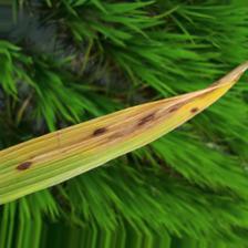 rice_leaf Semantic Segmentation Dataset by Yang