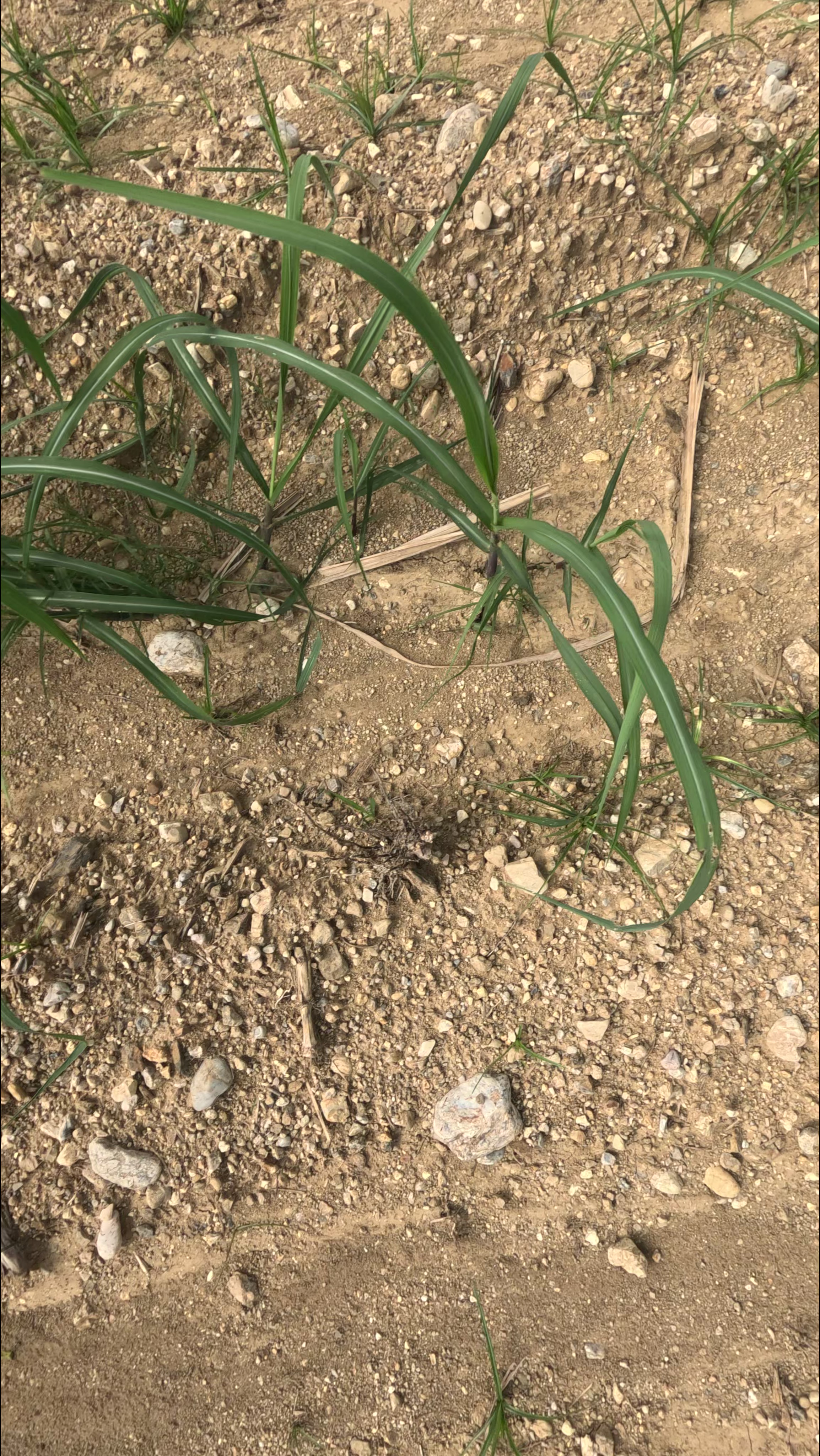 Sugarcane Object Detection Dataset And Pre Trained Model By Sugarcane Research